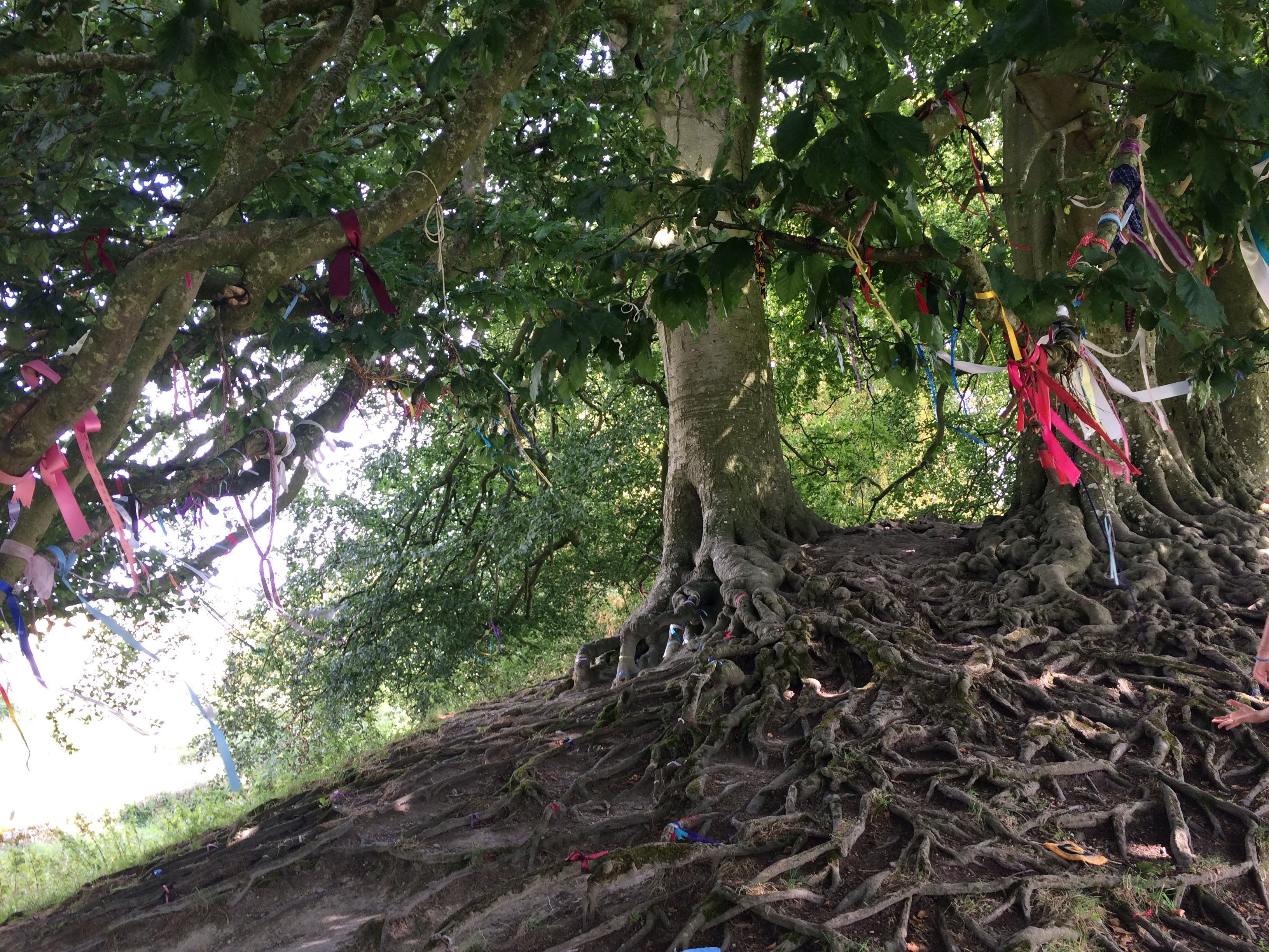 Folkdays: Rag Trees – Nellie Cole