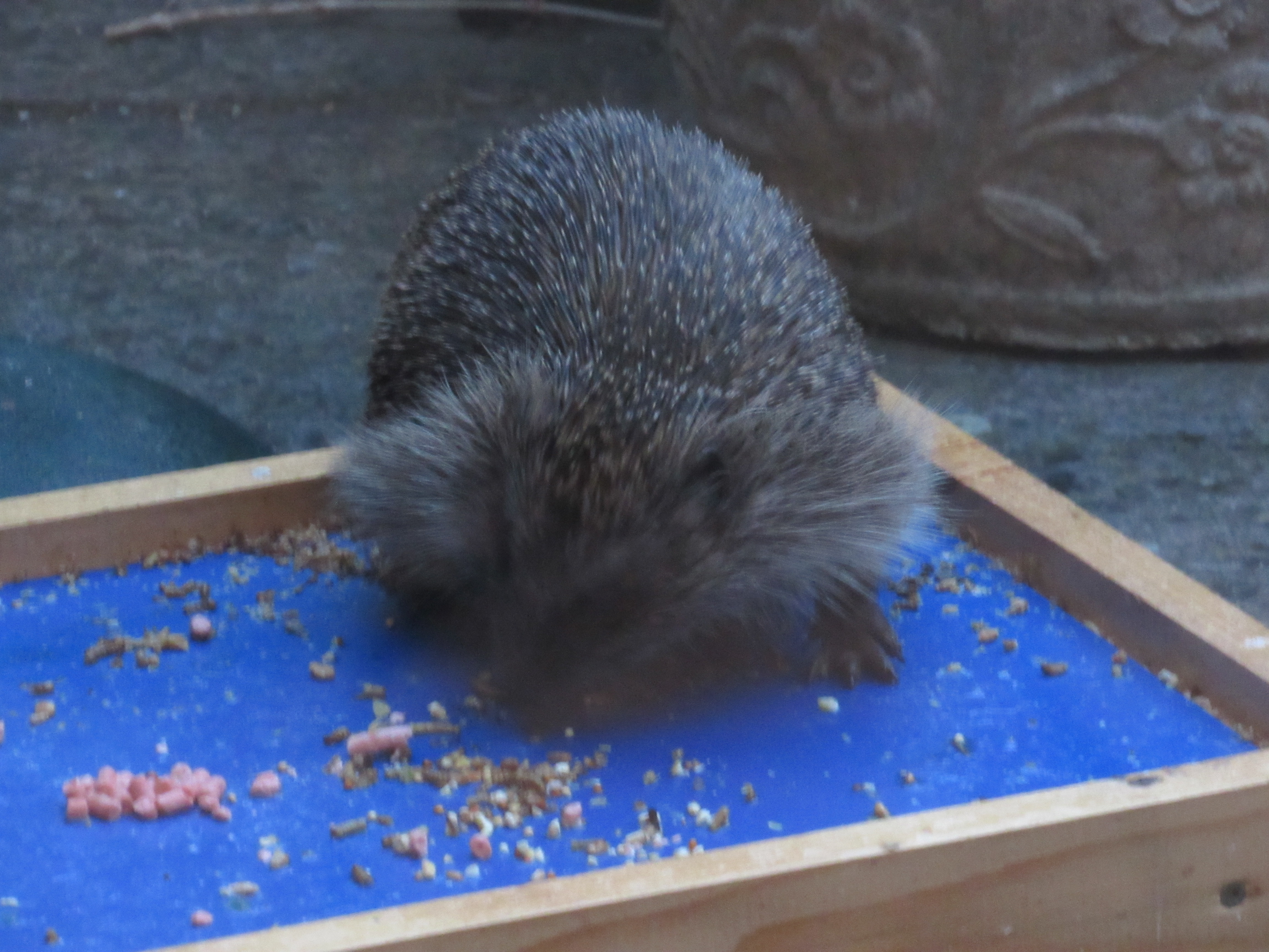 Folkdays: Hedgehog Lore – Nellie Cole