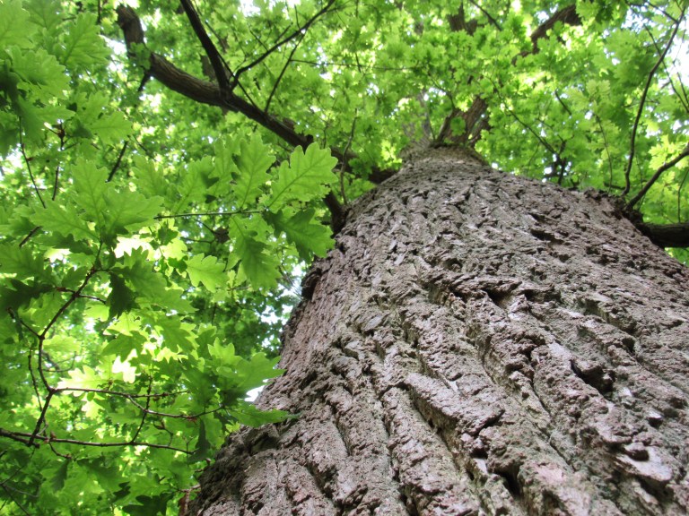 Folkdays: The Oak King – Nellie Cole