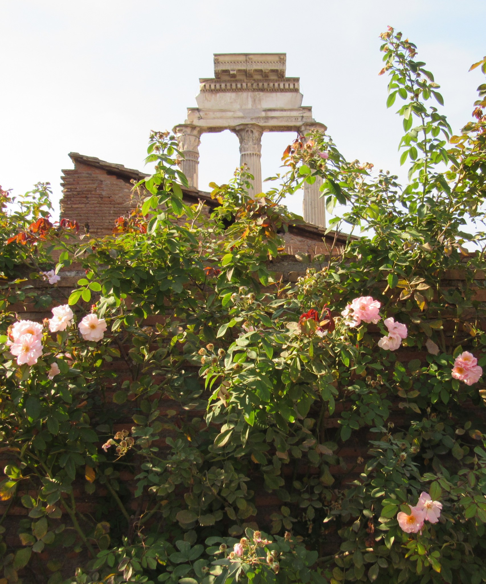 Folkdays: Rose Lore – Nellie Cole