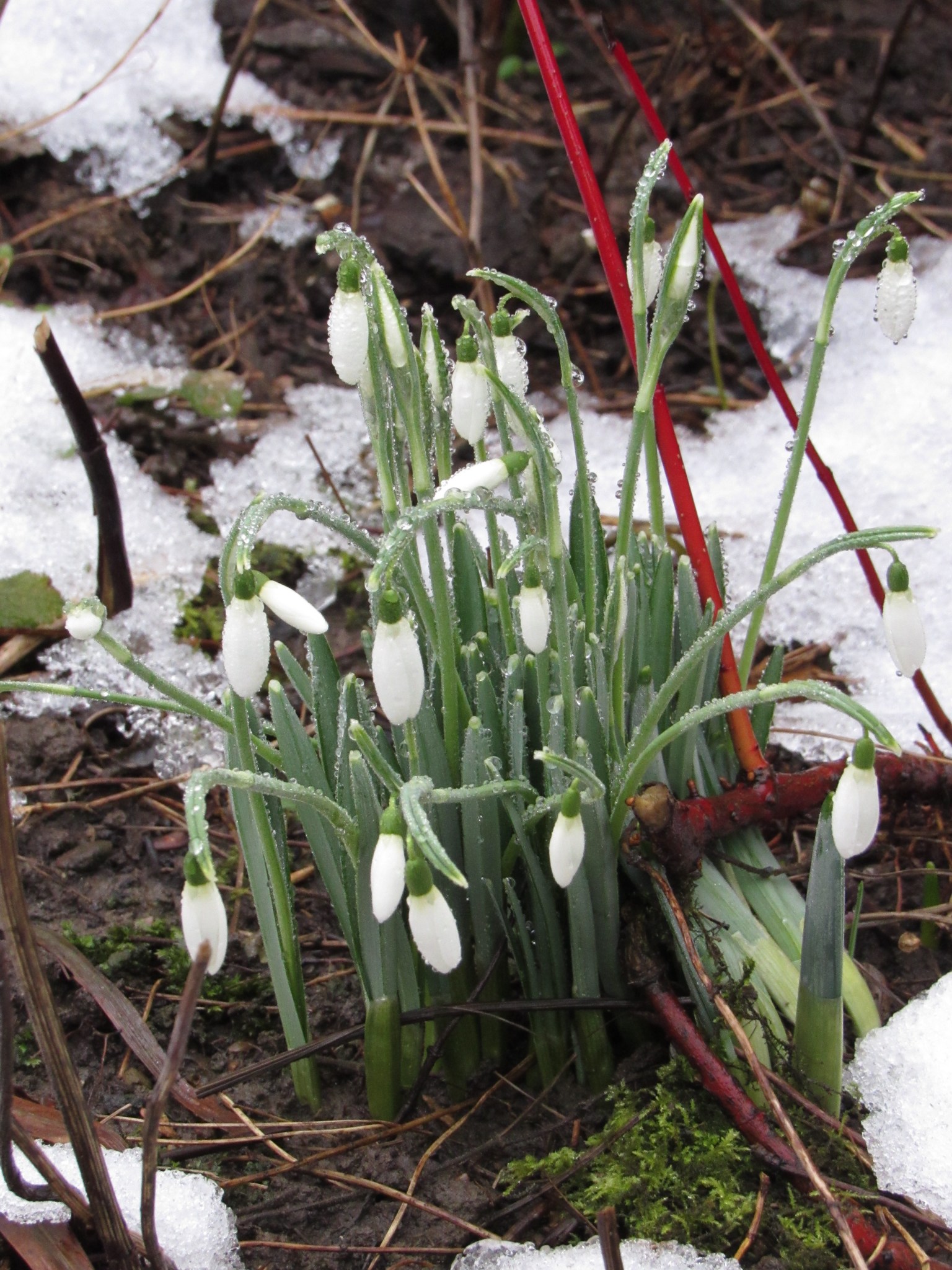 Folkdays: Snowdrops – Nellie Cole