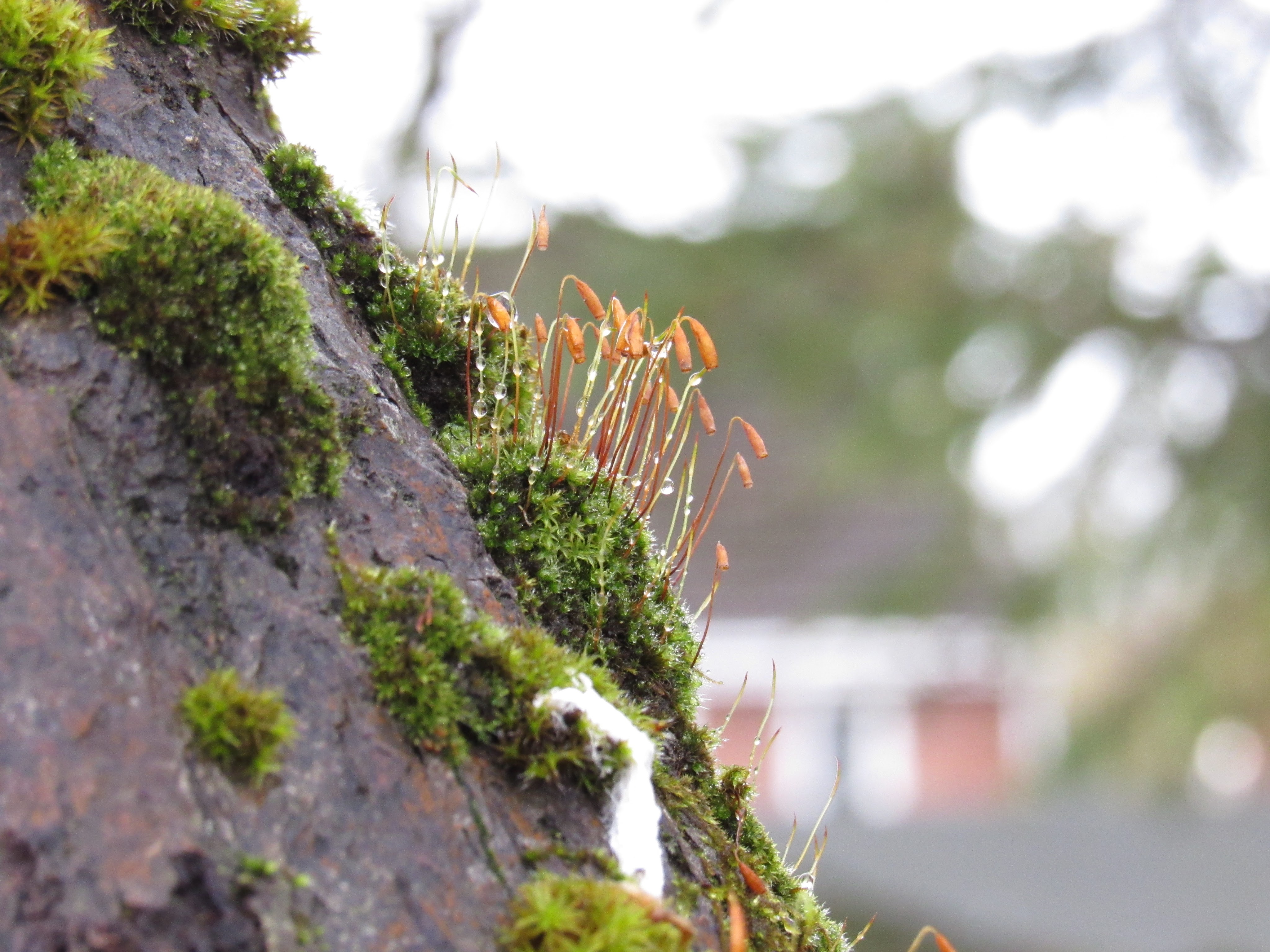 Blog: Moss and Lichen Crafts – Nellie Cole