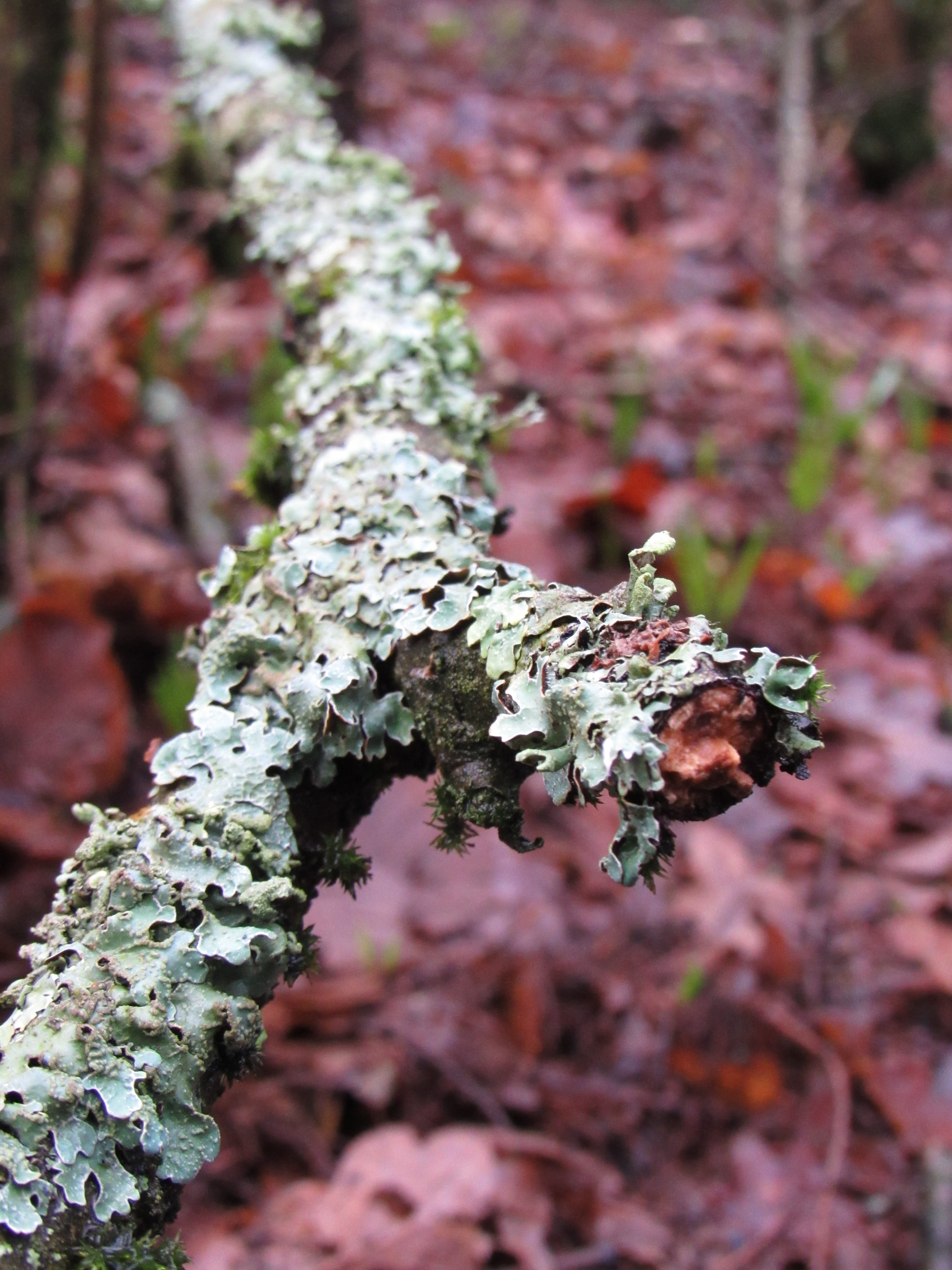 Blog: Moss and Lichen Crafts – Nellie Cole
