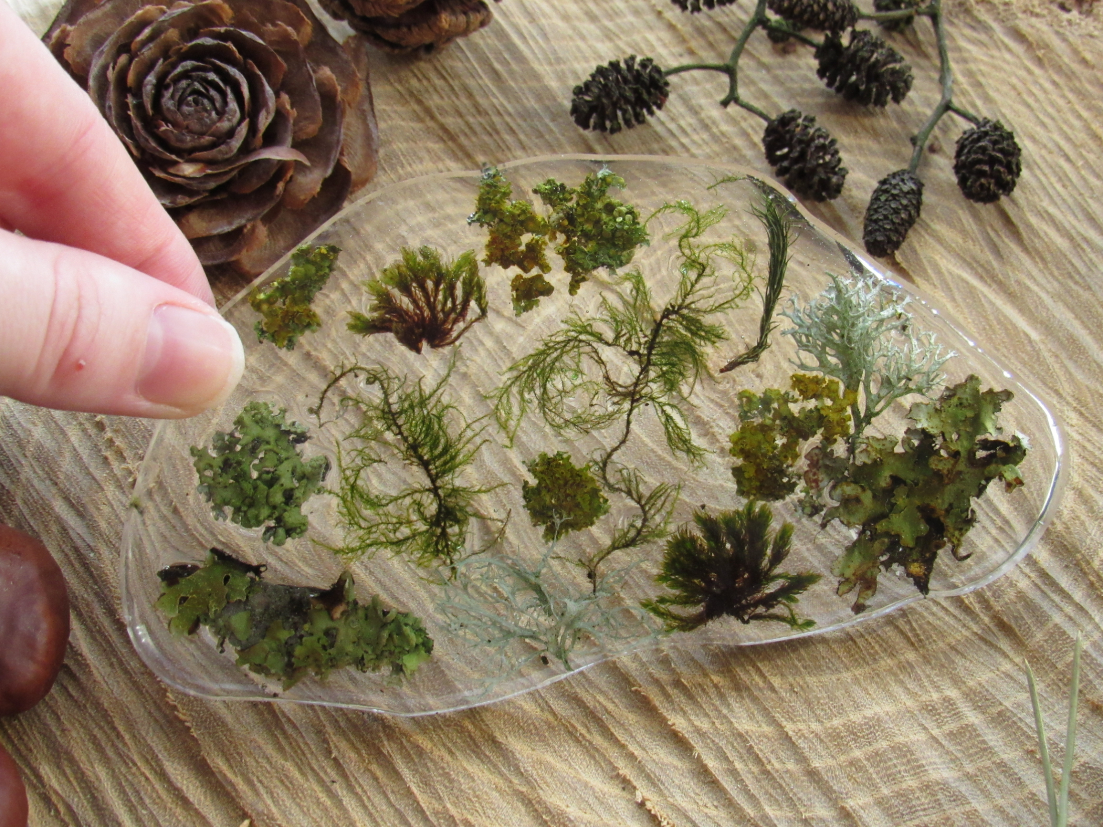 Blog: Moss and Lichen Crafts – Nellie Cole