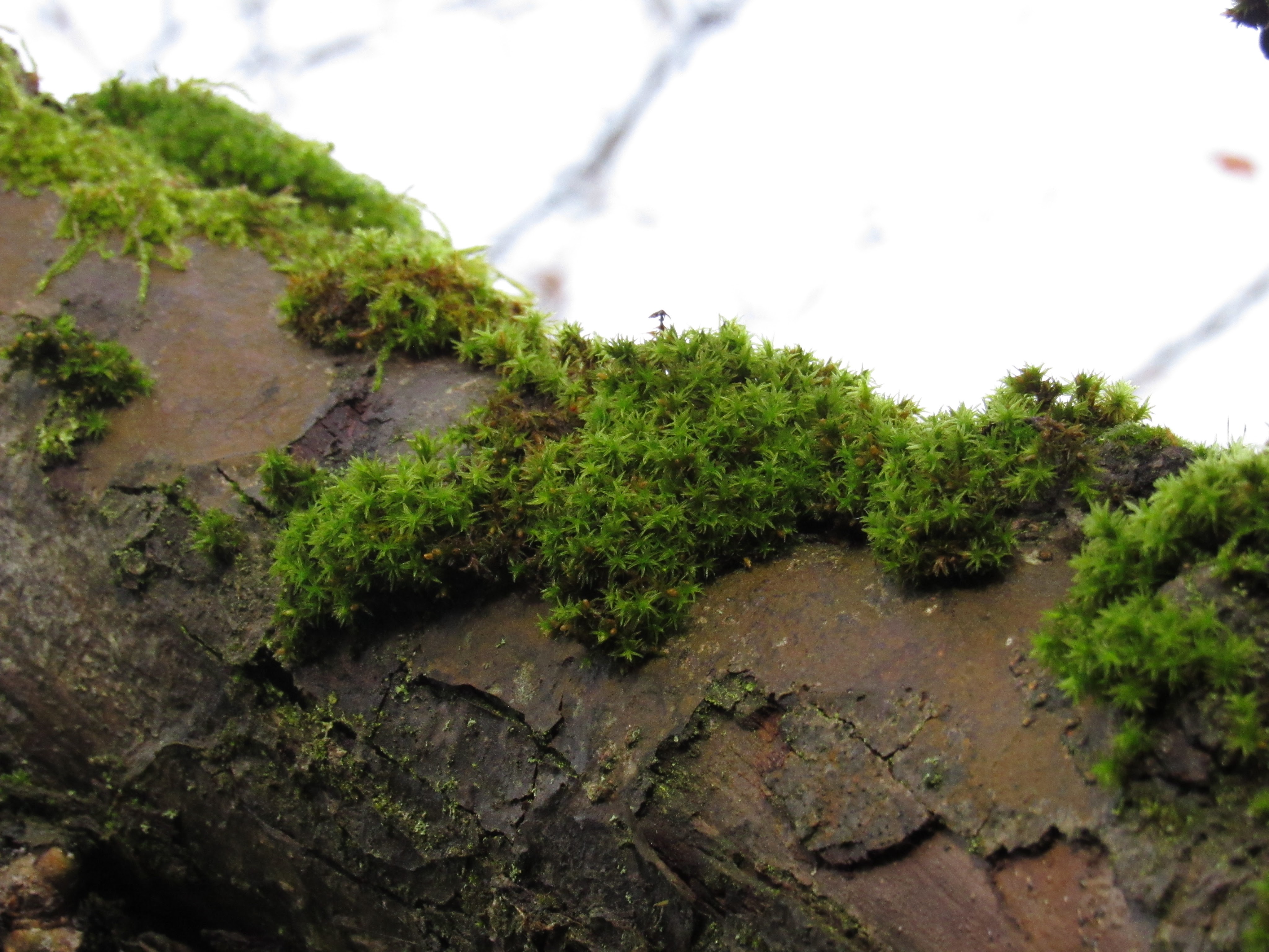 underGROWTH: ‘Moss Coloured Glasses’ – Nellie Cole